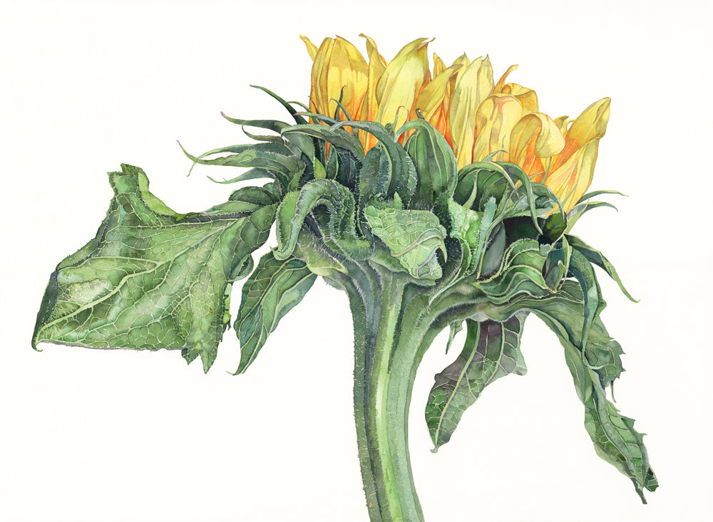 SUNFLOWER - Fine Art Print – Amanda Nester