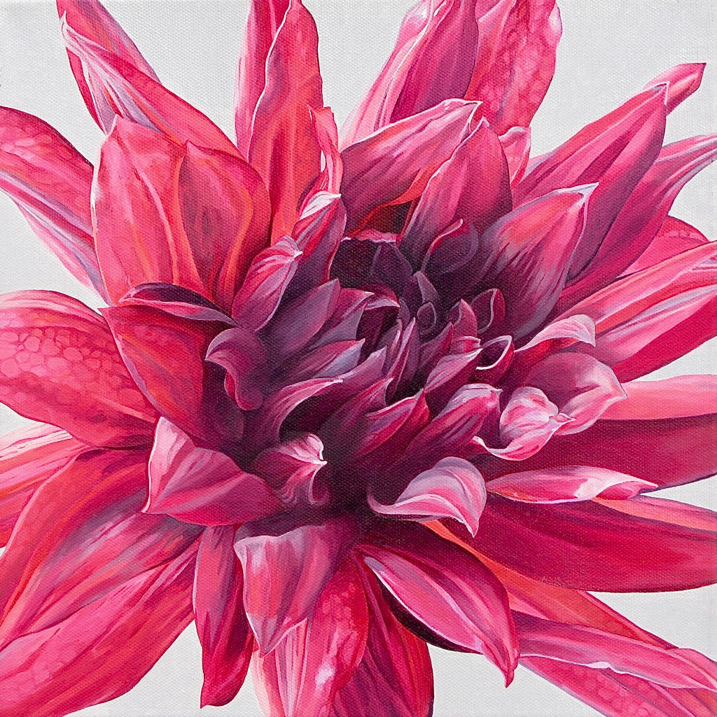 RED DAHLIA - Fine Art print – Amanda Nester