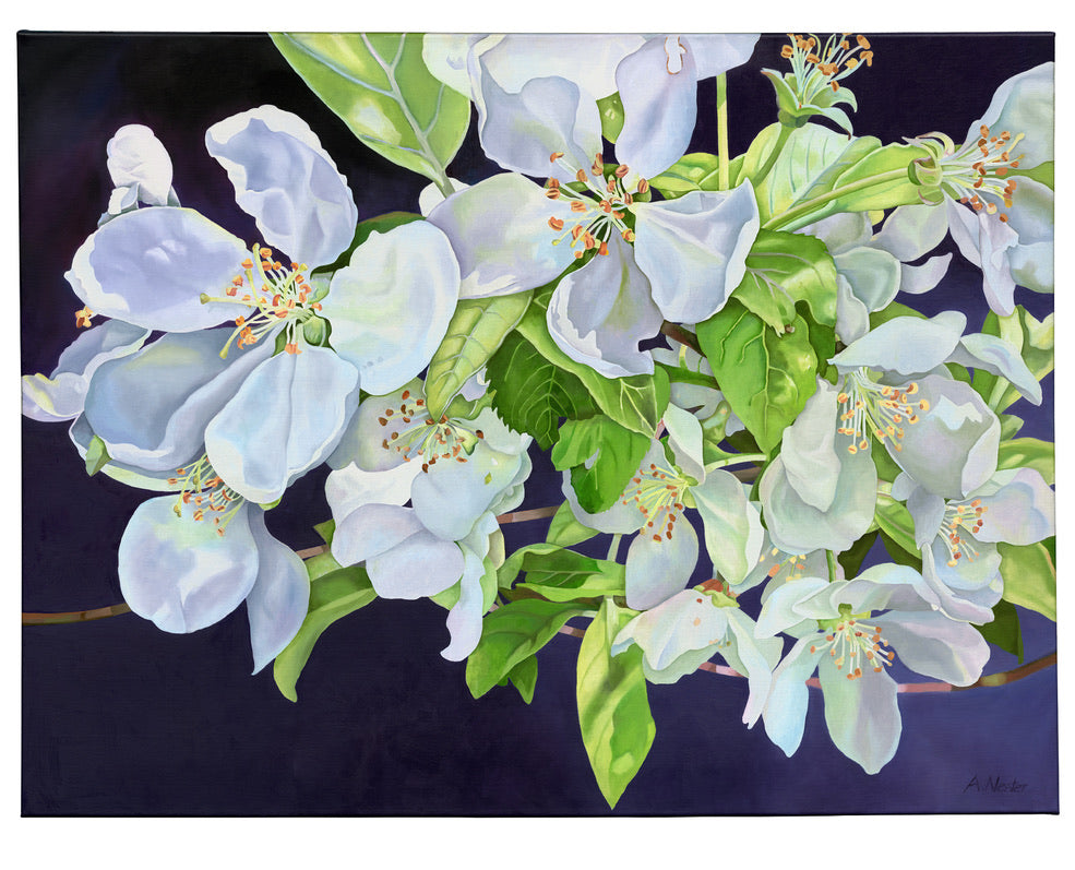 APPLE BLOSSOM - Fine Art Print – Amanda Nester