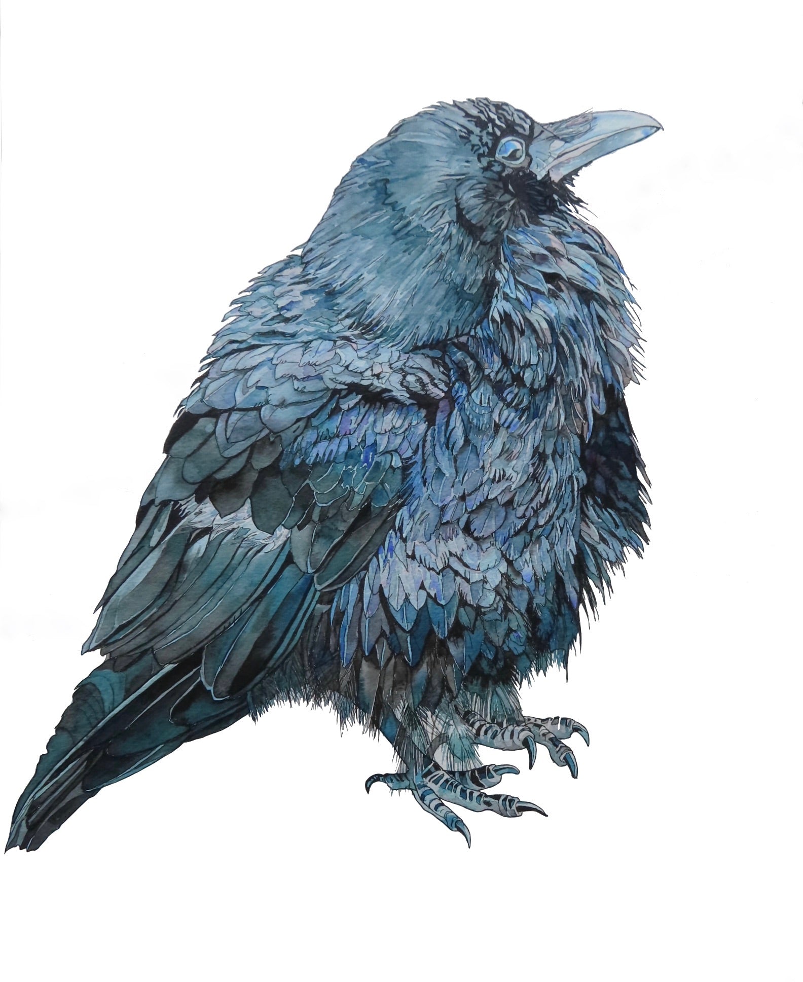 RAVEN - Commission an Illustration – Amanda Nester