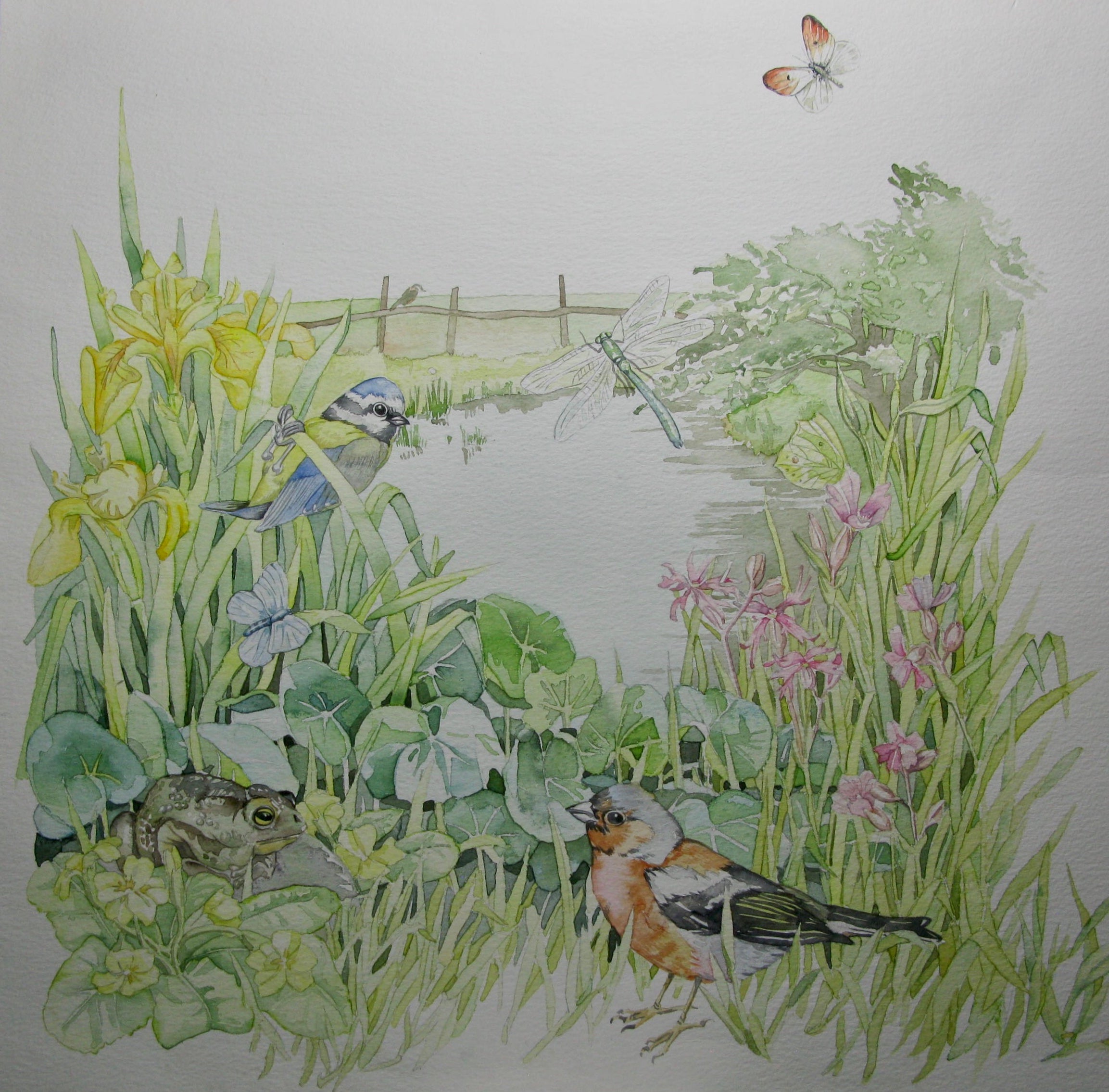 PONDLIFE - Commission an Illustration – Amanda Nester